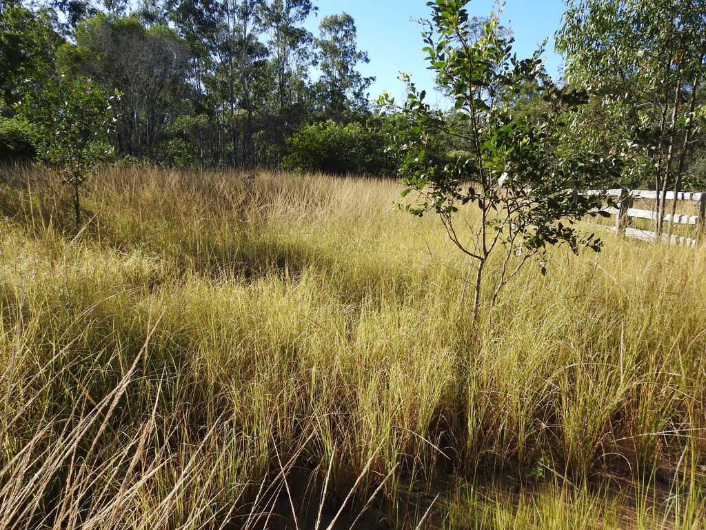 Giant Ratstail Grass from Aramara QLD 4620, Australia on June 05, 2022 ...