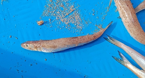 Saurida lessepsianus · iNaturalist