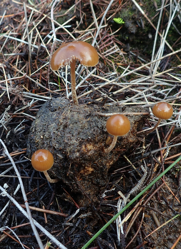 Psilocybe alutacea from Chatham Islands, Rekohu (Chatham Island ...