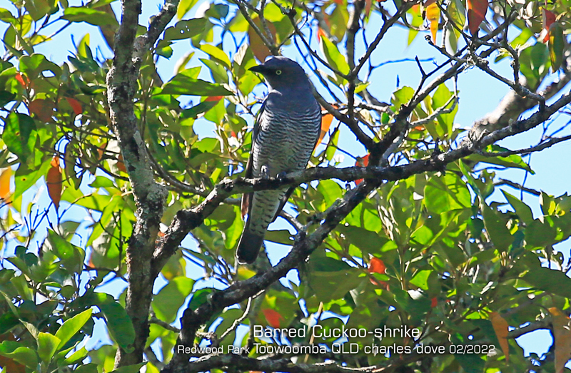 Coracina lineata (Swainson, 1825)