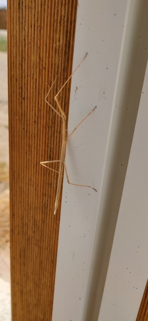 French stick insect from Barrancão CCI: 3113, 7580-701, Portugal on ...