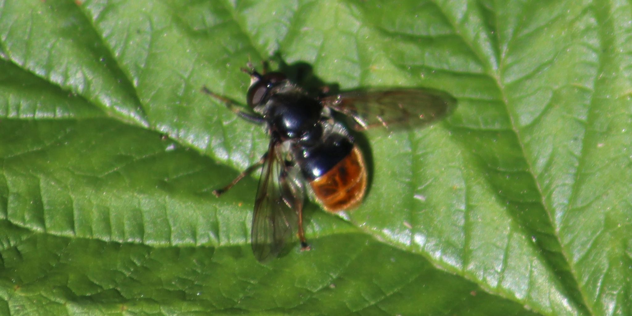 Blera fallax (Linnaeus, 1758)