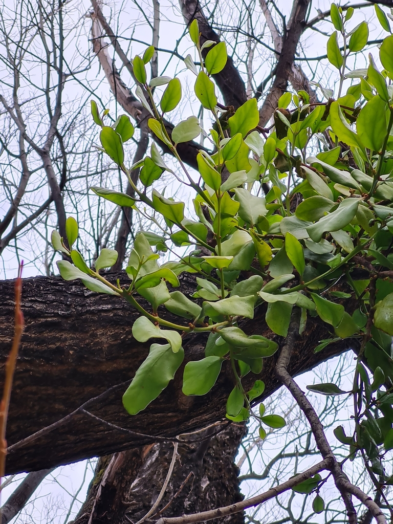 Green mistletoe from Rydges Hotel, Queenstown 9300, New Zealand on June ...