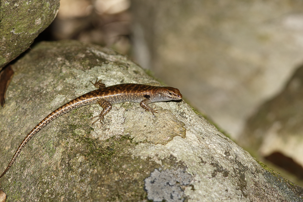 Lemon-barred Forest Skink from Mirani, Queensland, Australia on ...