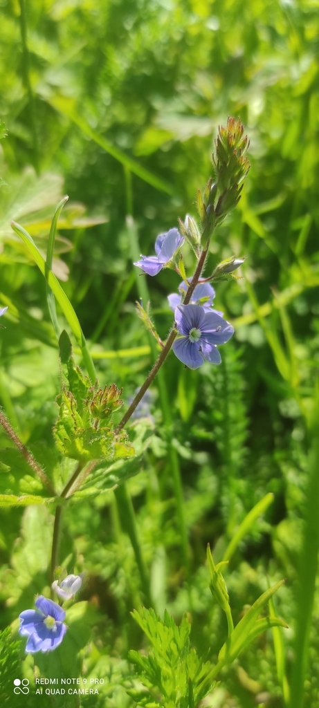 Germander Speedwell from Тобольск, Тюменская обл., Россия, 626152 on ...