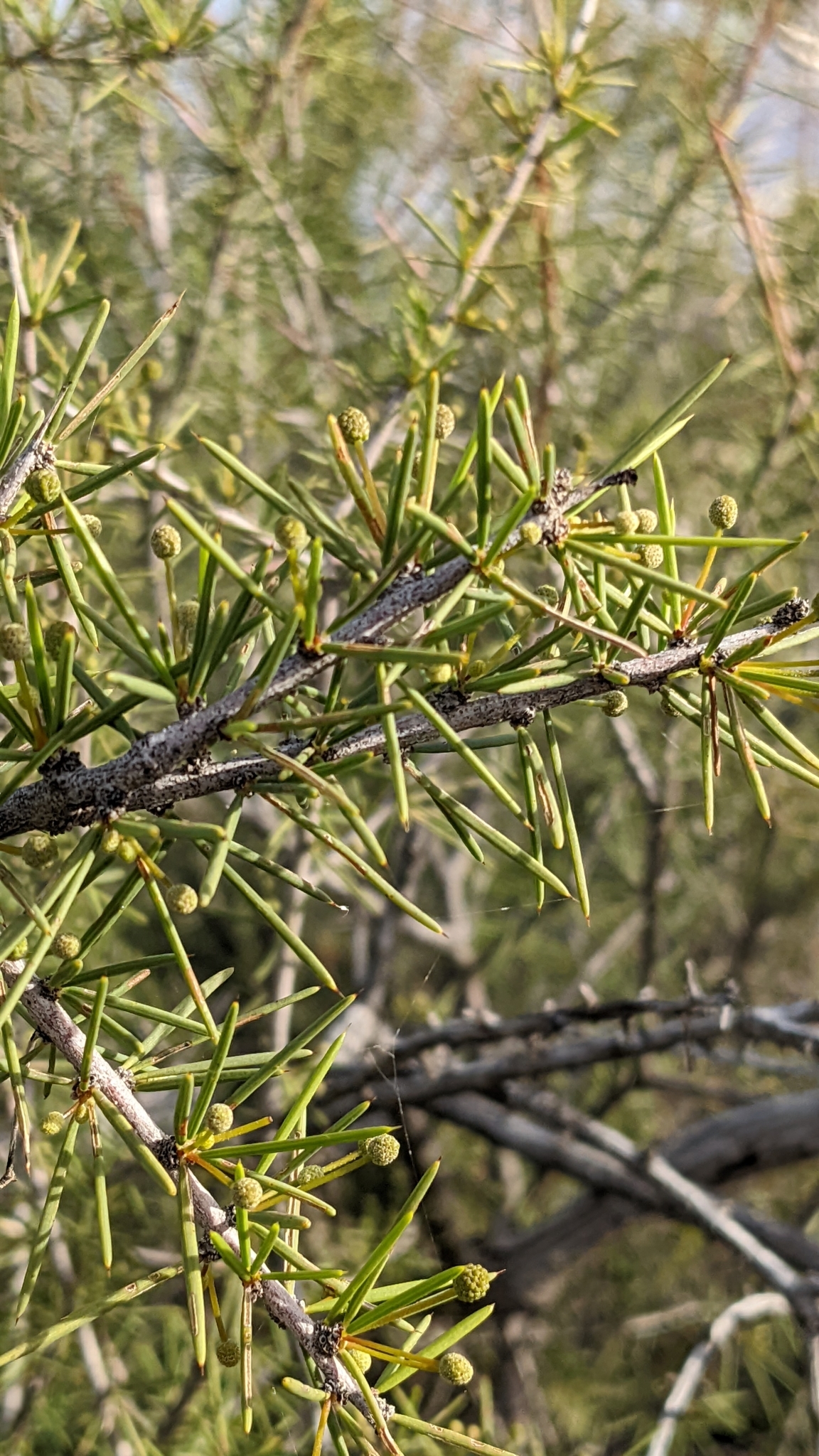Acacia tetragonophylla F.Muell.