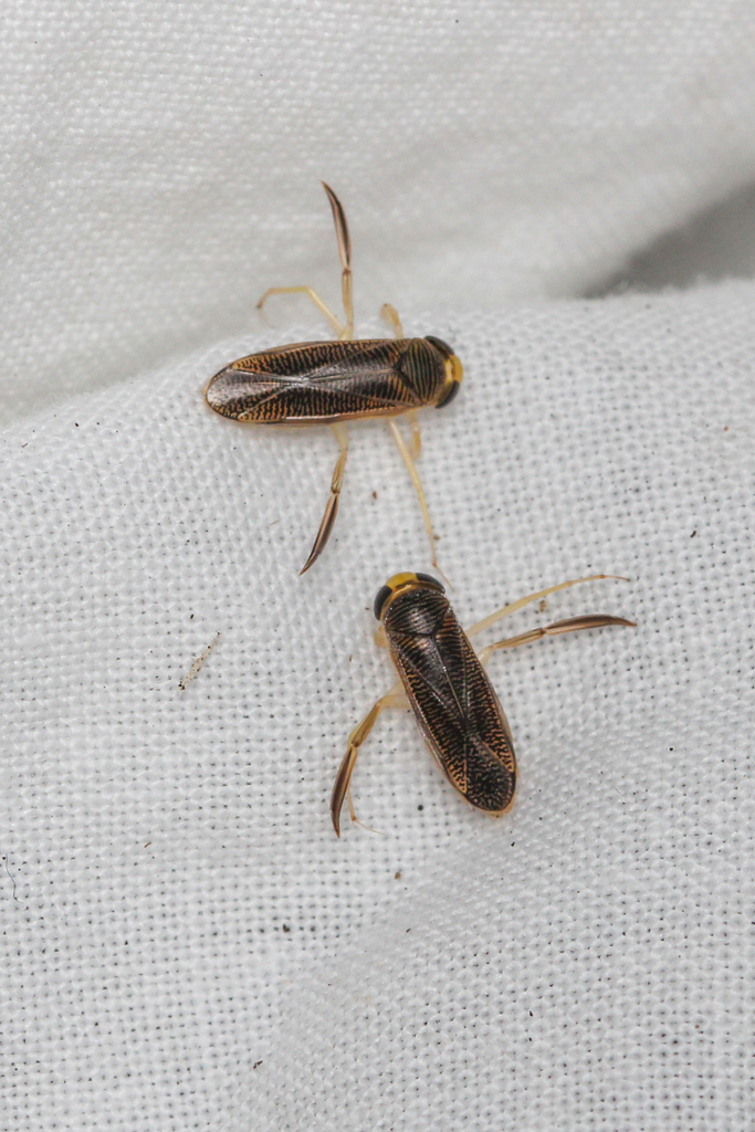 Sigara from Deuerling, Deutschland on June 05, 2022 at 02:00 AM by ...