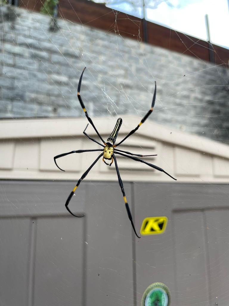 Giant Golden Orbweaver from Lion Rock, Hong Kong on June 4, 2022 at 05: ...