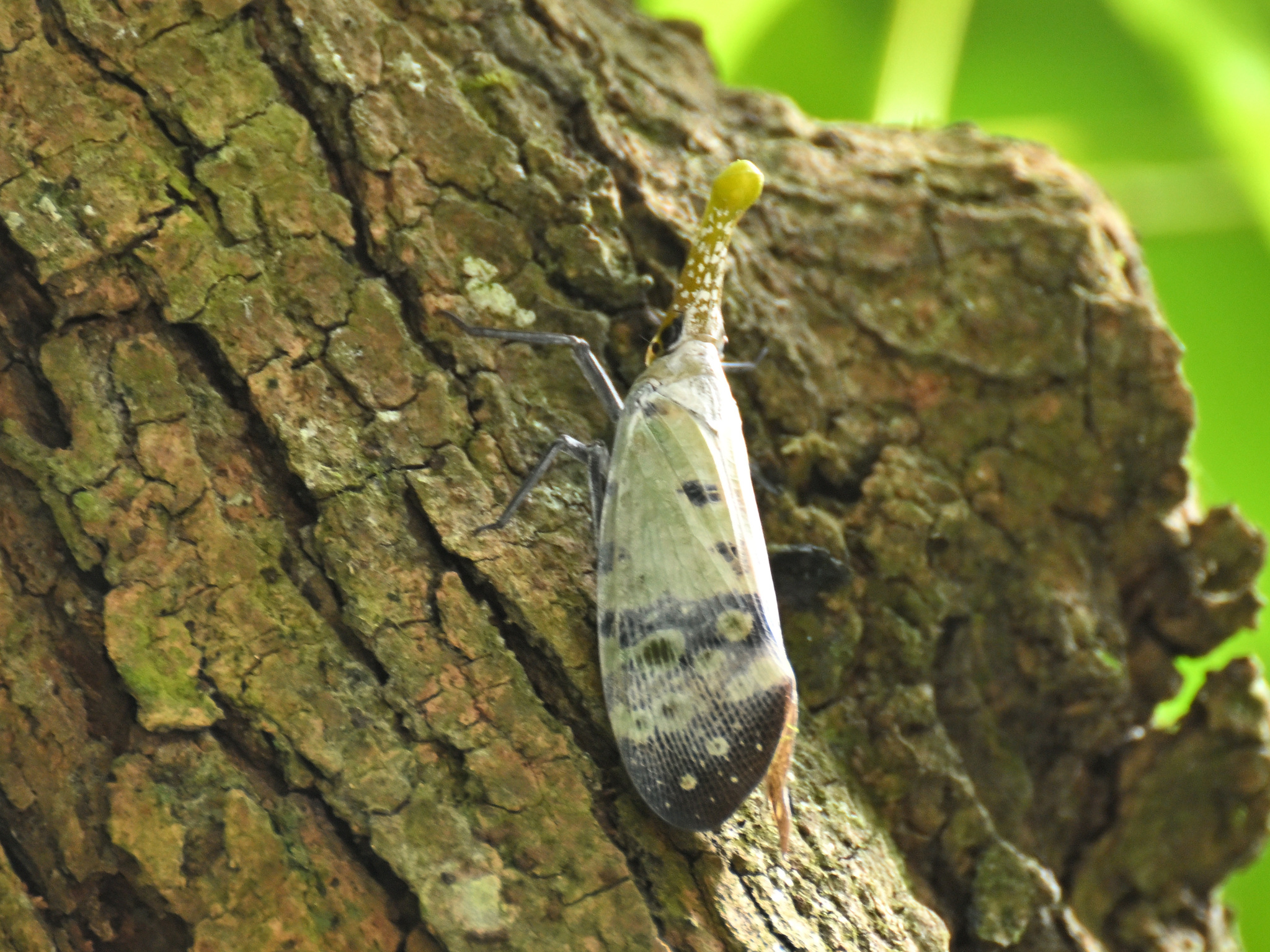 Pyrops watanabei (Matsumura, 1913)