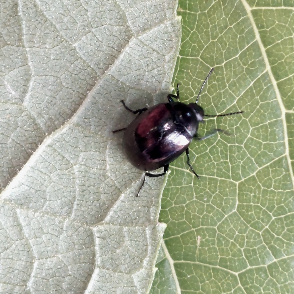 Cucujiform Beetles from St. Francis Xavier's Parish, Macao on June 5 ...