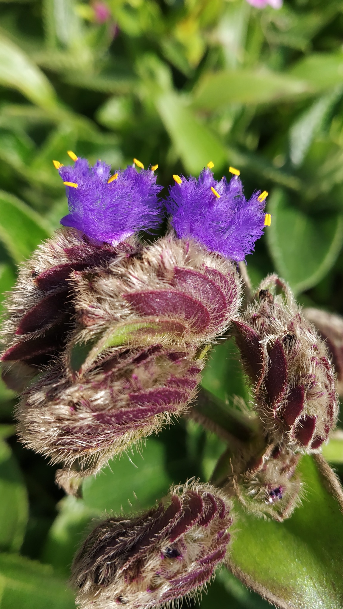 Cyanotis tuberosa (Roxb.) Schult. & Schult.f.
