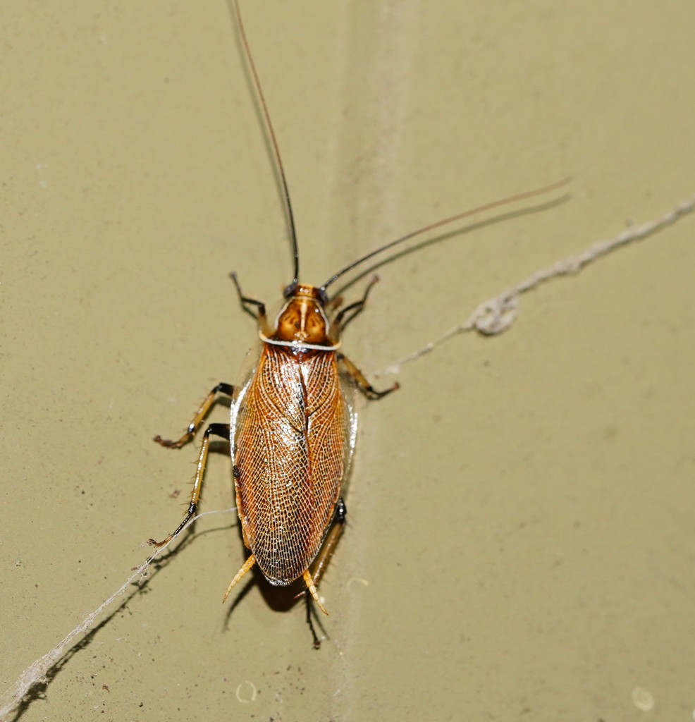 bush cockroach from Monbulk VIC 3793, Australia on June 1, 2022 at 09: ...