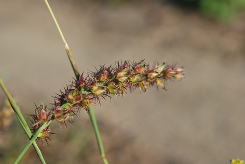Zacate cadillo (Cenchrus echinatus)
