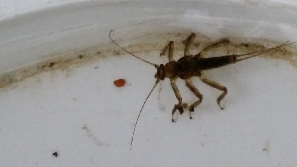 Long-tailed Stoneflies from Wainuiomata, Lower Hutt, New Zealand on ...
