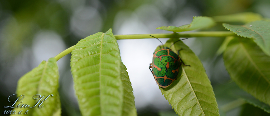 Clown Stink Bug from Seosan, Chungcheongnam-do, South Korea on June 05 ...