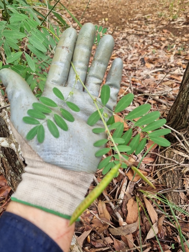 Faboideae from Fitzgibbon Bushlands on May 10, 2022 at 11:20 AM by Alex ...