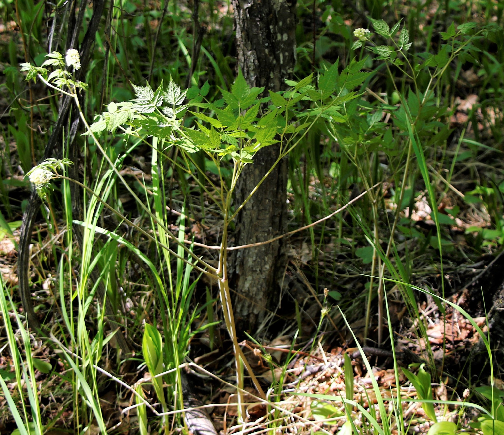 Actaea erythrocarpa (Fisch.) Freyn, 1895