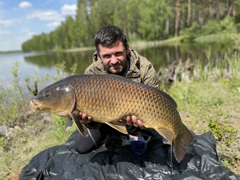 European Carp from Свердловская область, RU on June 5, 2022 at 06:40 AM ...