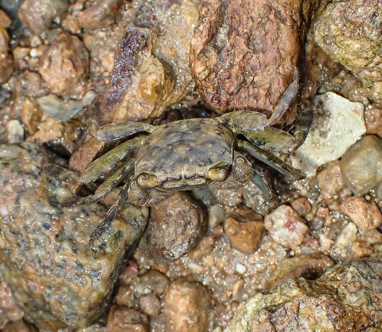 Parasesarma pictum (De Haan, 1835)