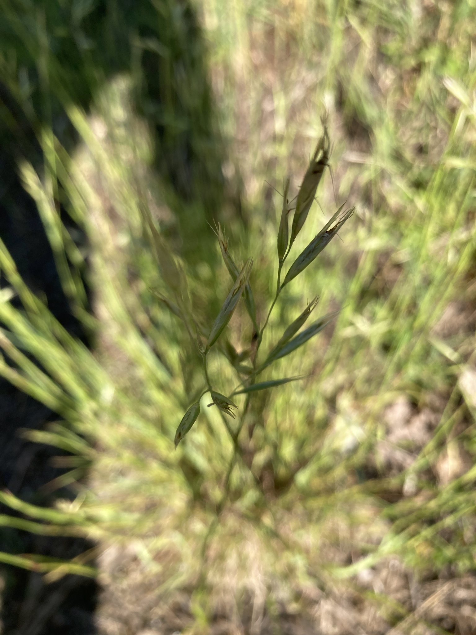 Danthonia compressa Austin
