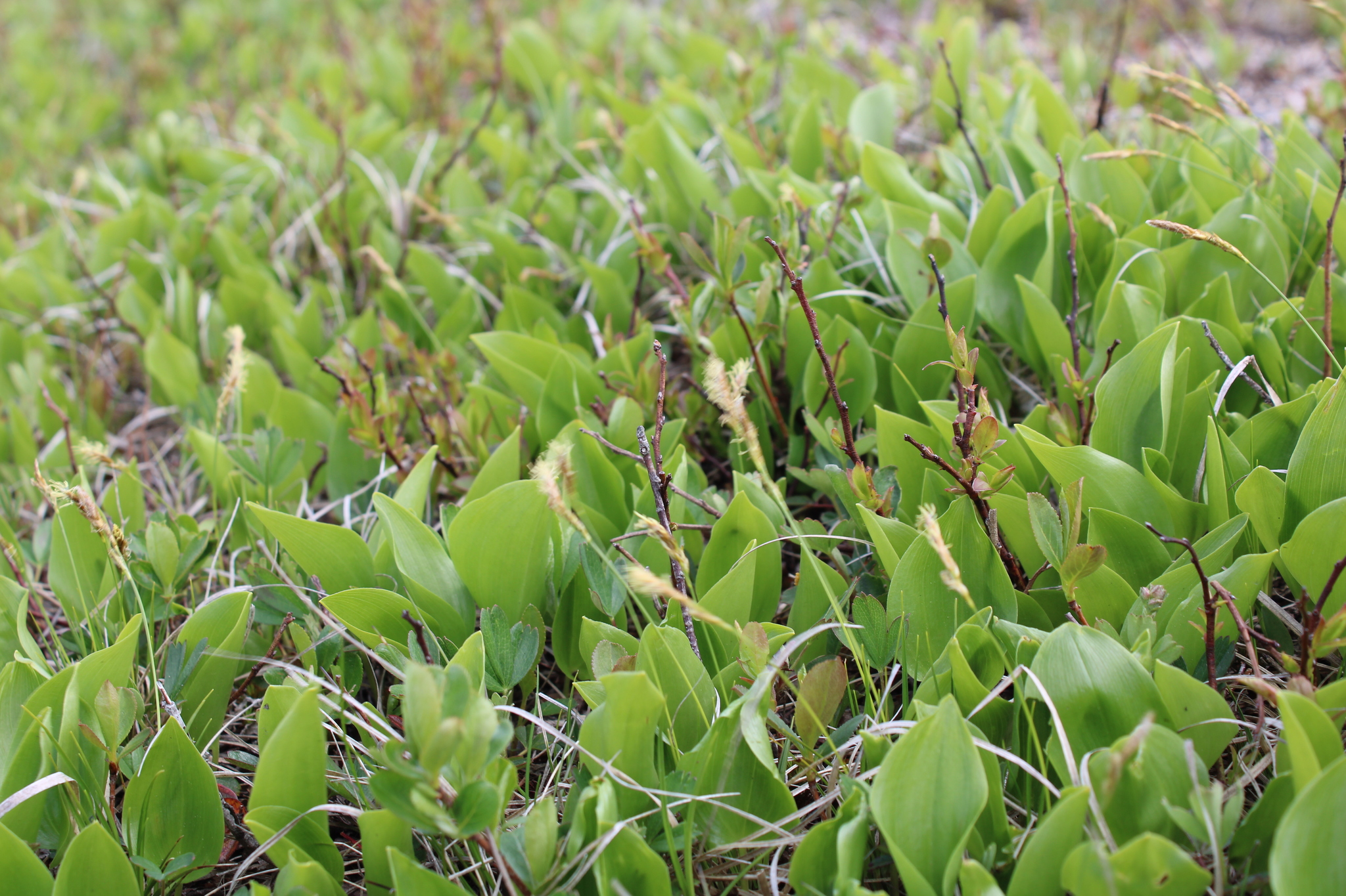Carex lucorum Willd.