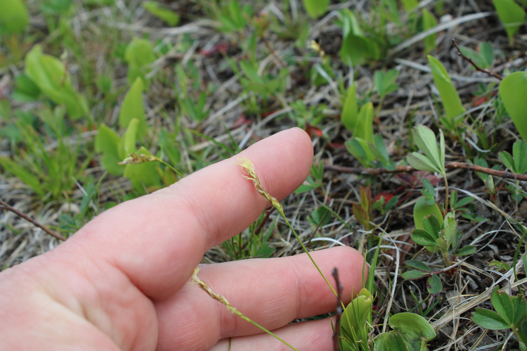 Carex lucorum Willd.