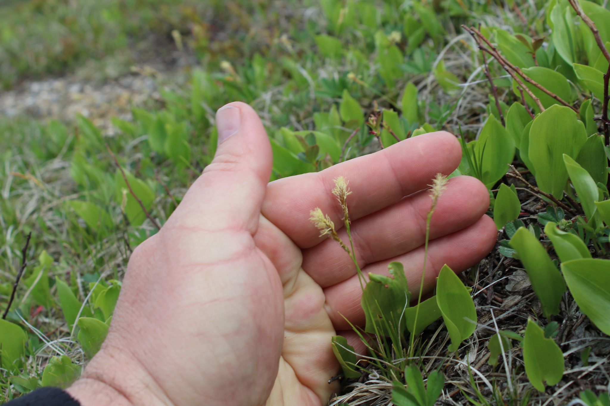 Carex lucorum Willd.