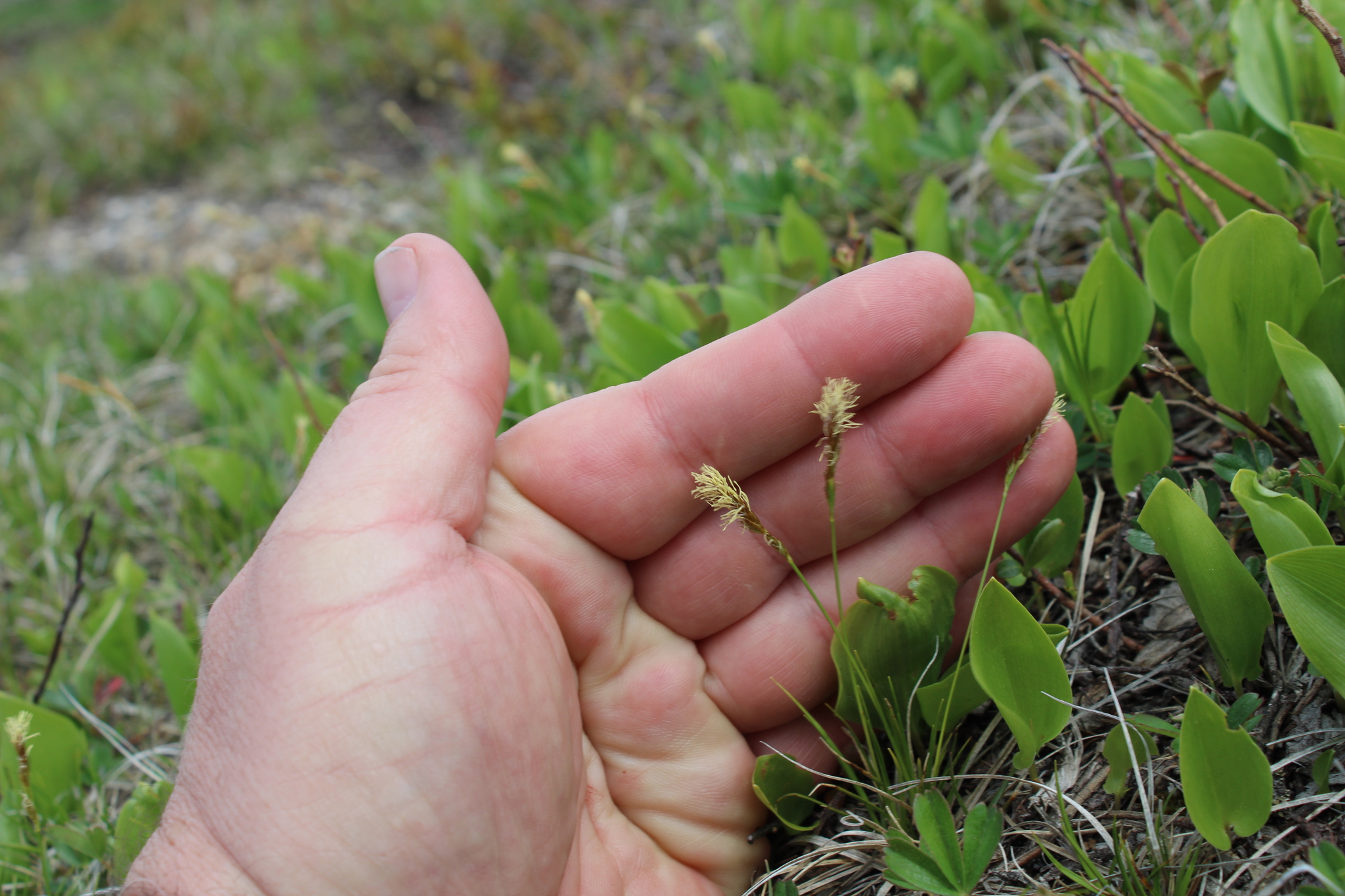 Carex lucorum Willd.