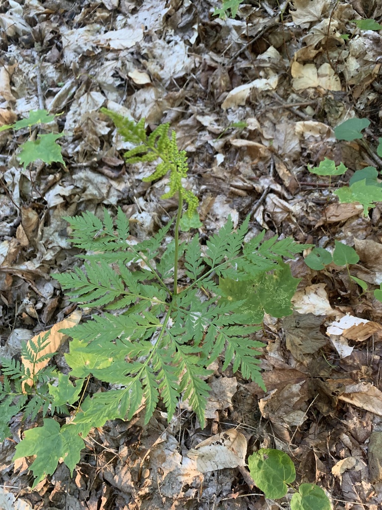 rattlesnake fern from Green Mountain National Forest, North Chittenden ...