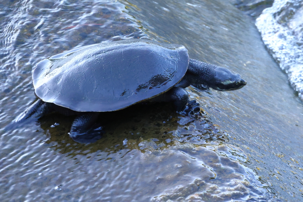 Krefft's River Turtle from Townsville QLD, Australia on May 05, 2022 at ...