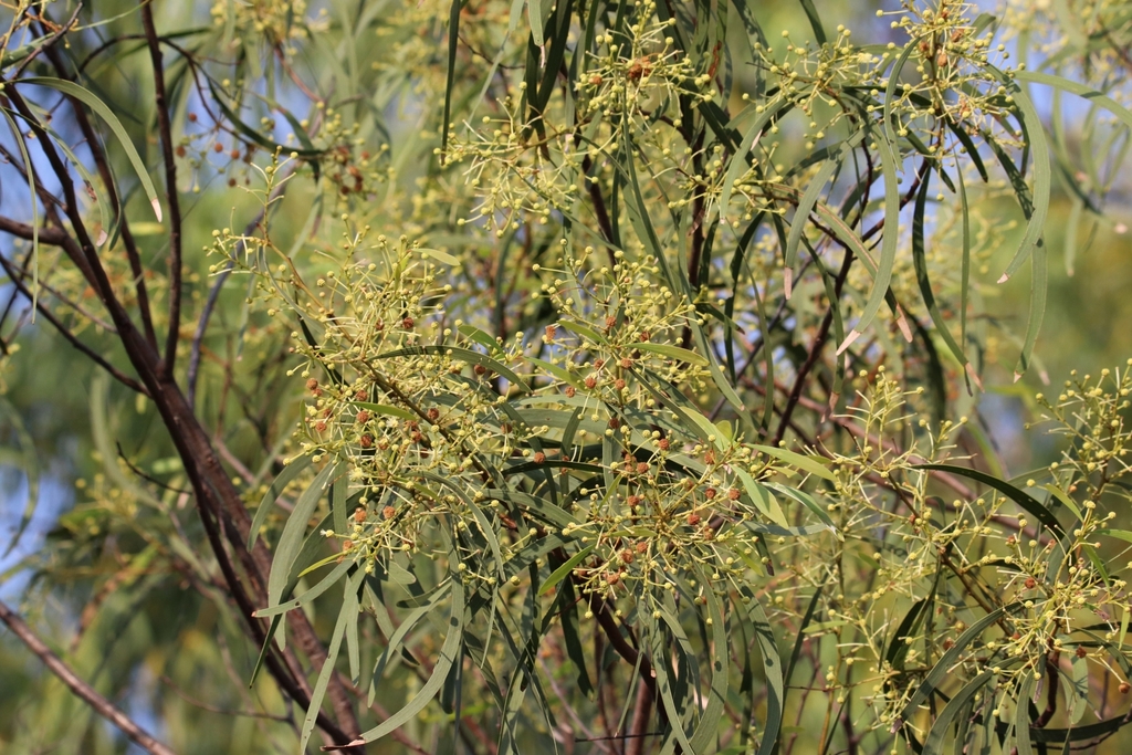 Ball Wattle from Lee Point NT 0810, Australia on June 4, 2022 at 08:24 ...