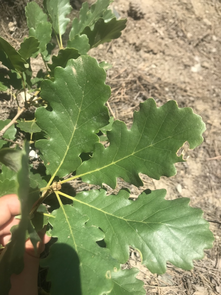 (Quercus macranthera syspirensis) - Botanical Realm