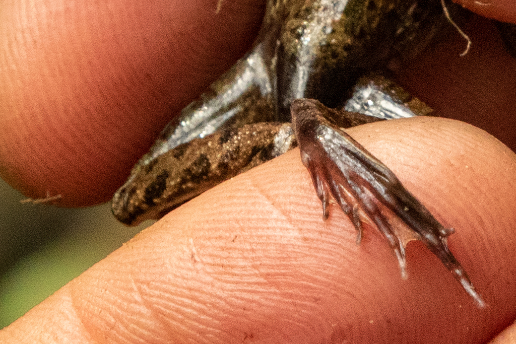 Common River Frog from Mulanje, Malawi on December 16, 2020 at 09:31 AM ...