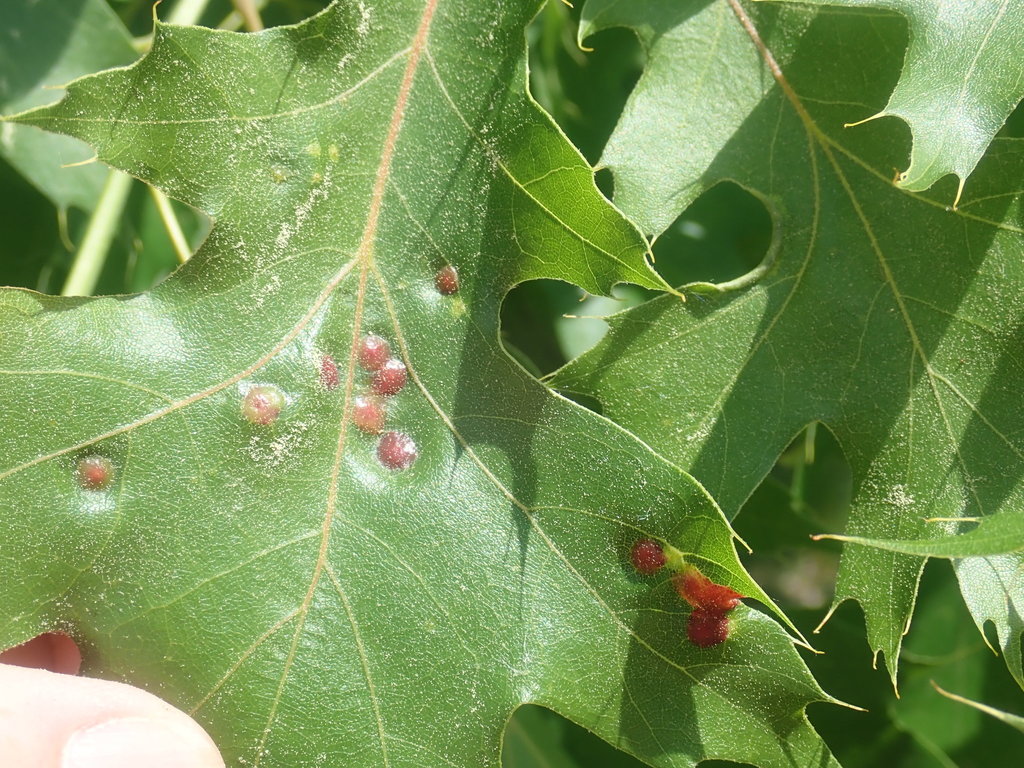 Oak Leaf Gall Midge from Ware, MA 01082, USA on June 04, 2022 at 01:17 ...