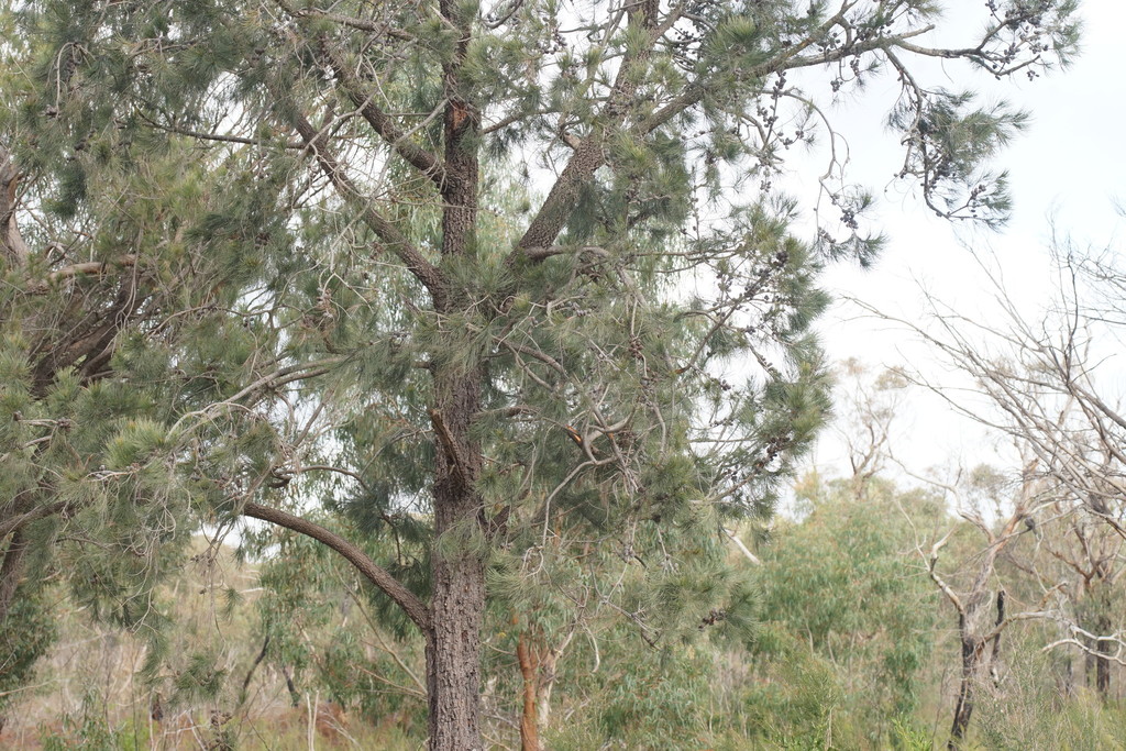 Black sheoak (Native Flora of the Victorian Volcanic Plains Part 1 ...