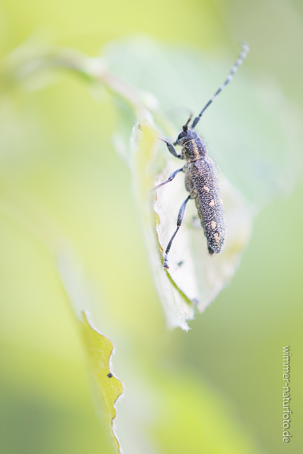 Saperda populnea (Linnaeus, 1758)
