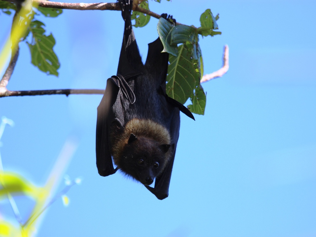 Kosrae Flying Fox in June 2013 by Floyd E. Hayes · iNaturalist