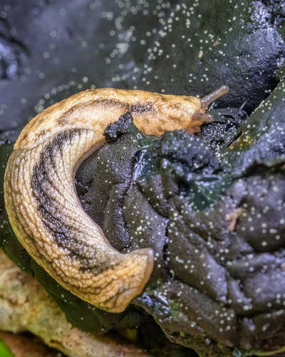 Smoky Taildropper (Gastropods of the United States Pt.5) · iNaturalist