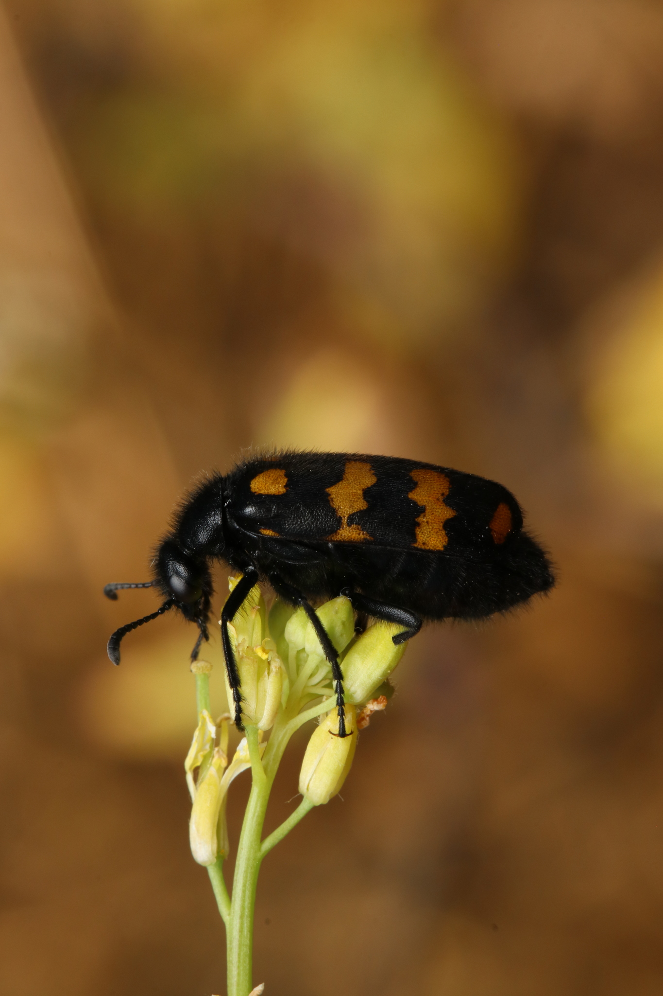 Hycleus polymorphus (Pallas, 1771)