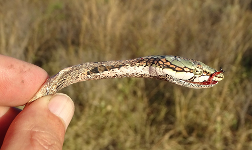 Twig Snake (Thelotornis capensis) - Snakes and Lizards