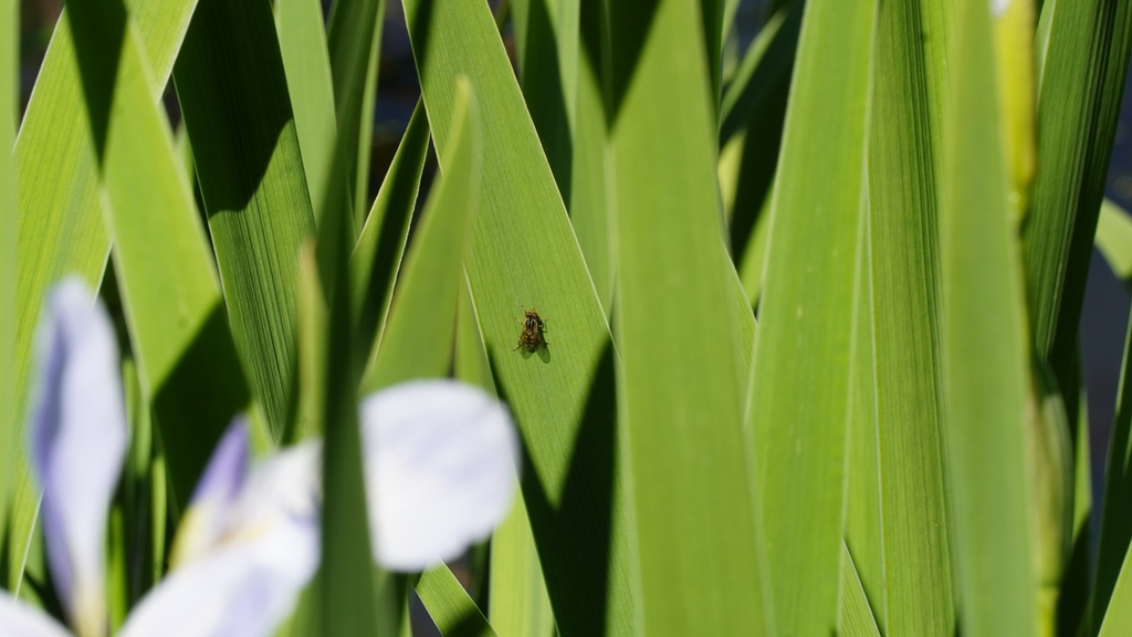 Long-nosed Swamp Fly from Erie County, PA, USA on June 4, 2022 at 03:45 ...