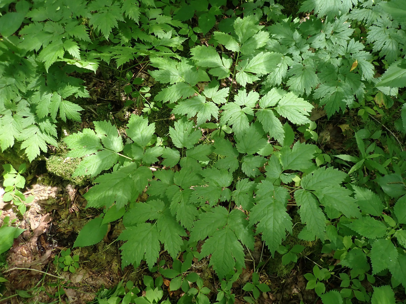 Actaea podocarpa DC.