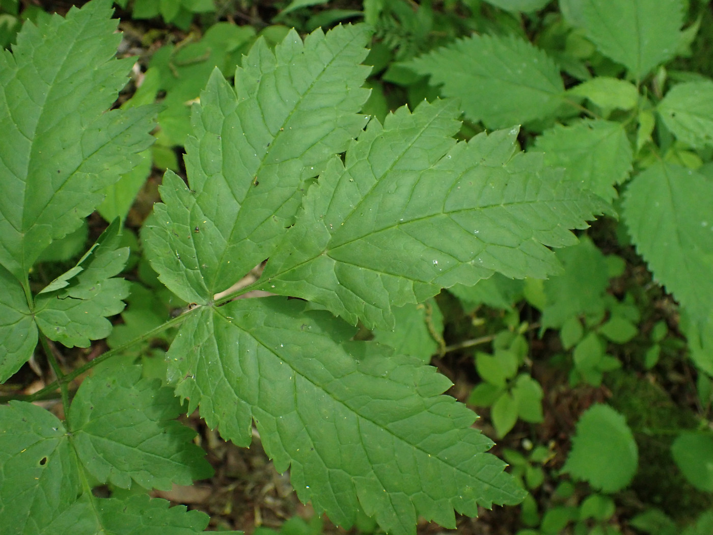 Actaea podocarpa DC.
