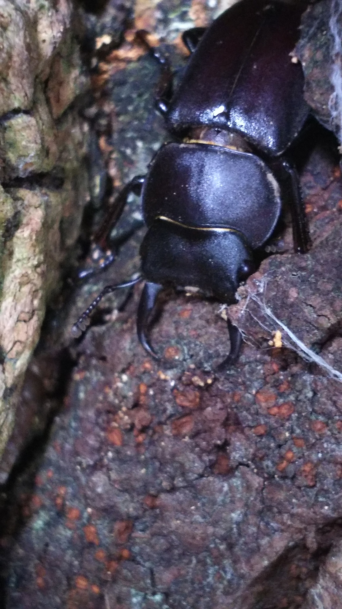 Dorcus rectus rectus