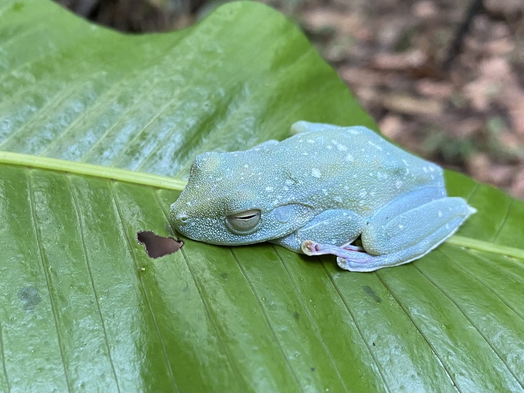Canal Zone Tree Frog from Str, Sarapiqui, Heredia, CR on June 05, 2022 ...