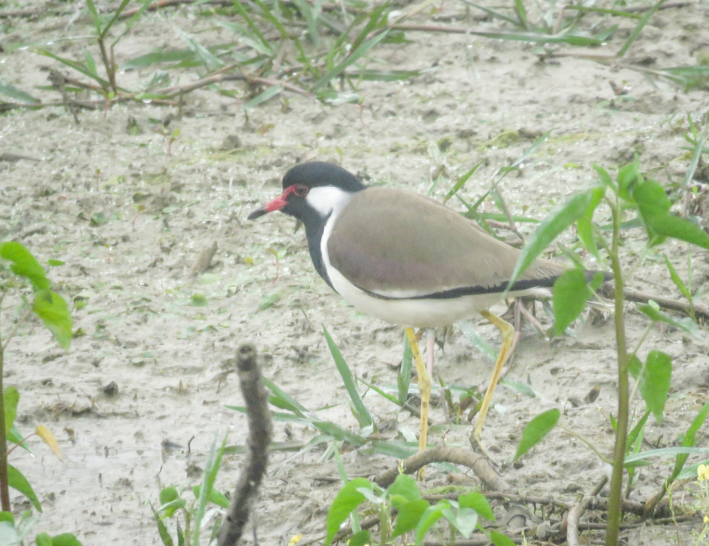 Red-wattled Lapwing from Hatikhira T.E., Assam 788726, India on ...