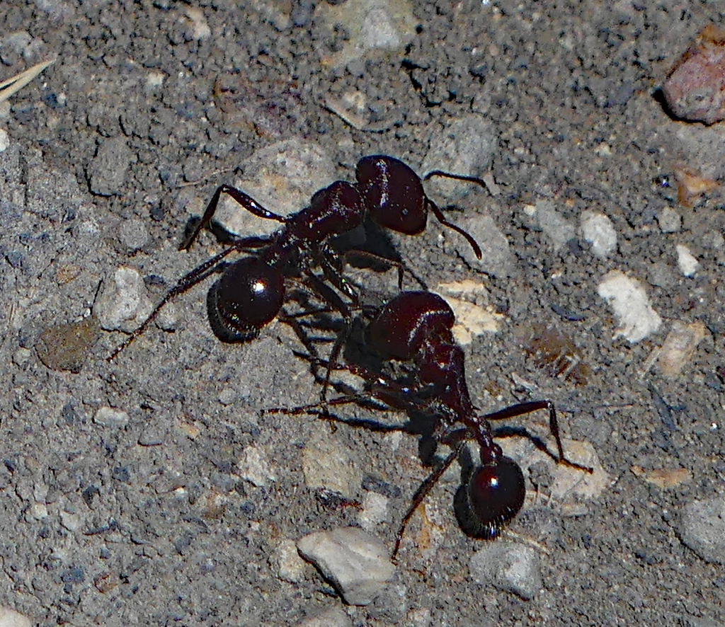 Pogonomyrmex barbatus × rugosus from Pueblo County, CO, USA on June 04 ...
