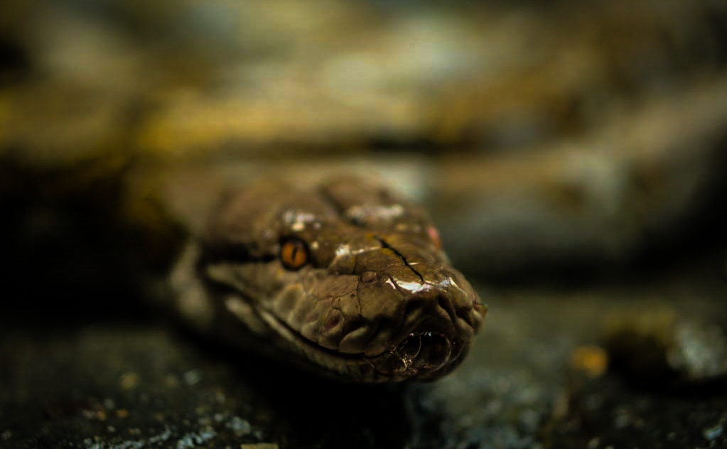 Greater Reticulated Python from Waterfall Tiris, Laualara, Aileu,Timor ...