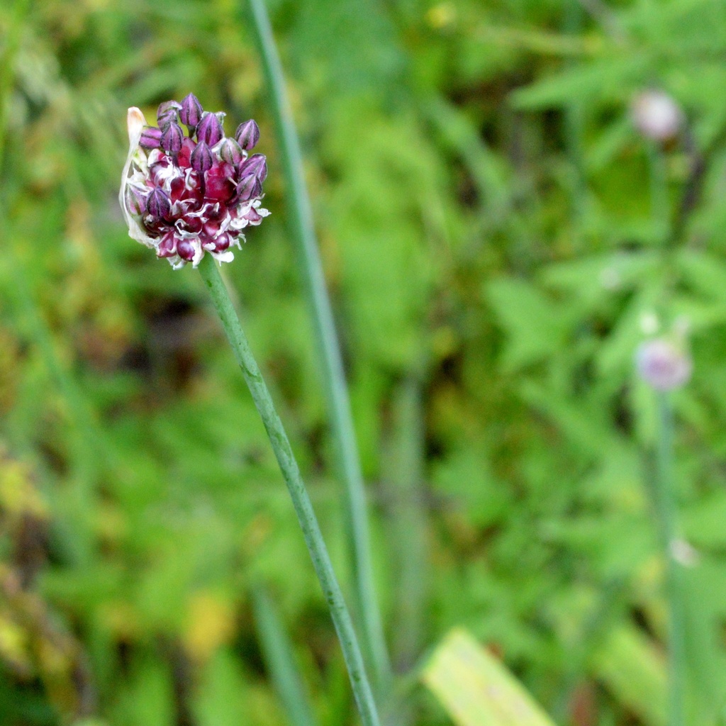 Sand Leek from 289 07 Libice nad Cidlinou, Česko on June 04, 2022 at 11 ...