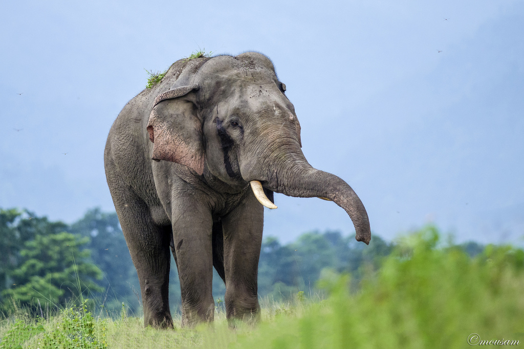 Asian Elephant (Animals of taranga Zoo captive) · iNaturalist